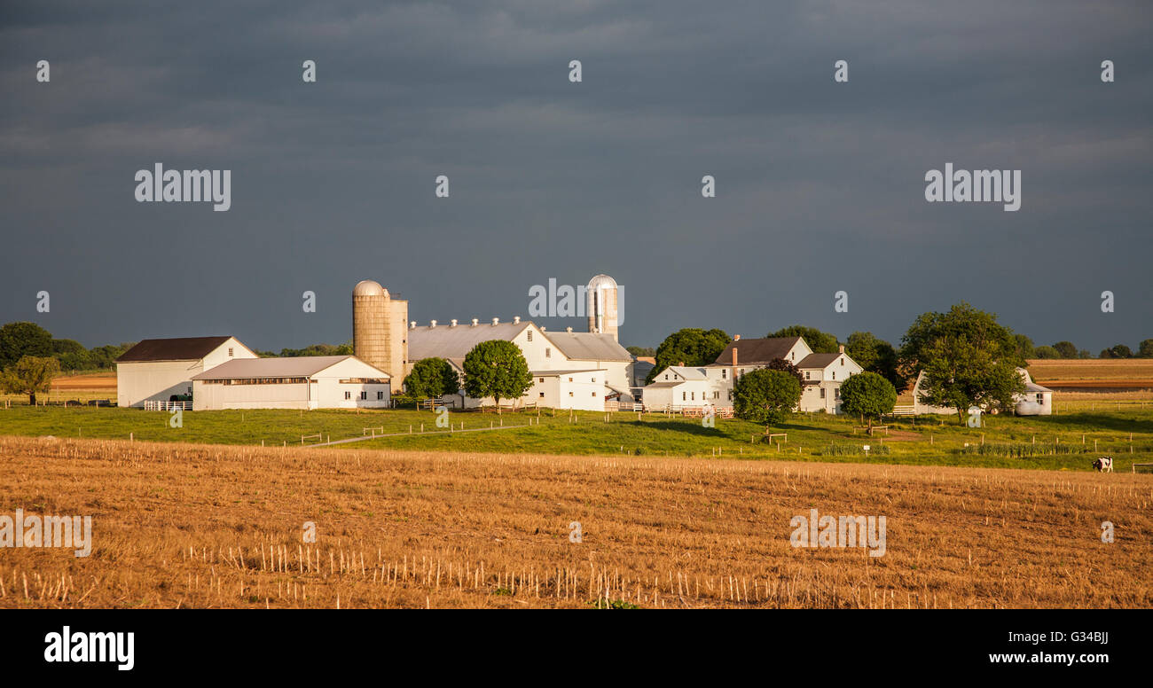White Amish farm field landscape wheat fields with a dark blue sky ...