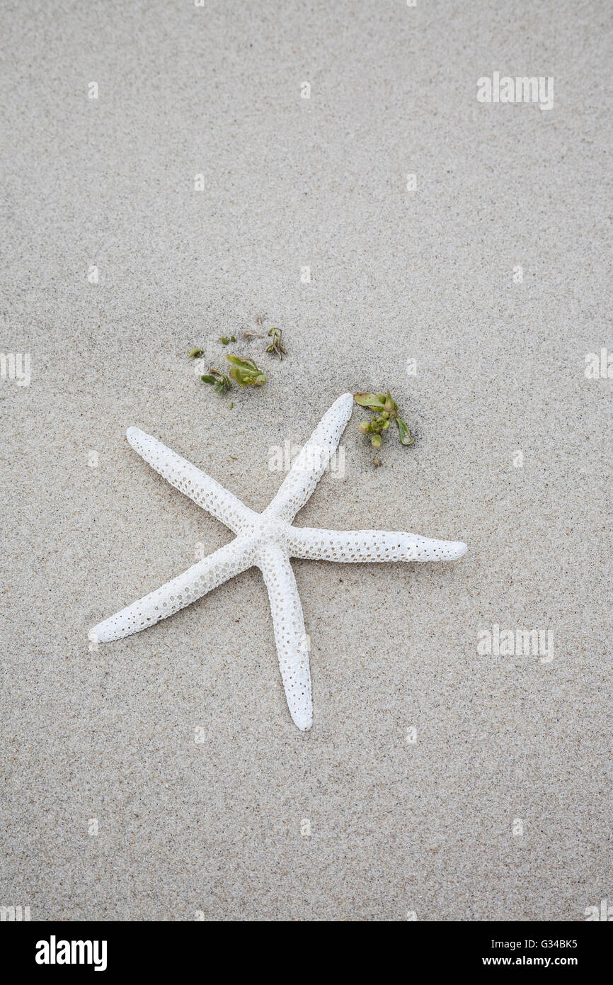 Beach close up still life of white starfish, Pt isolated still-life ...