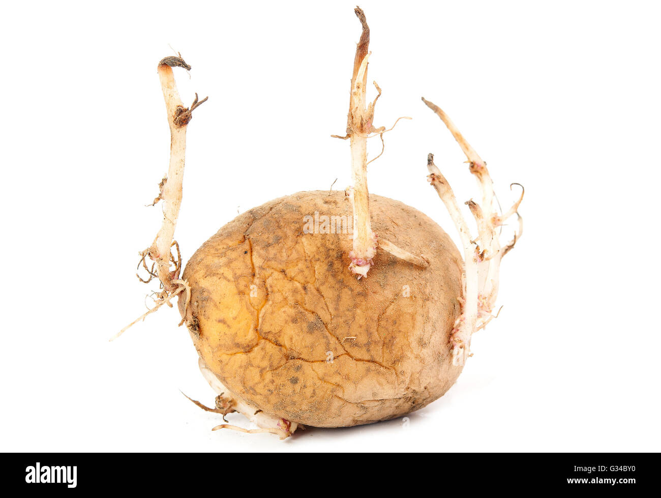 potato is isolated on white Stock Photo - Alamy