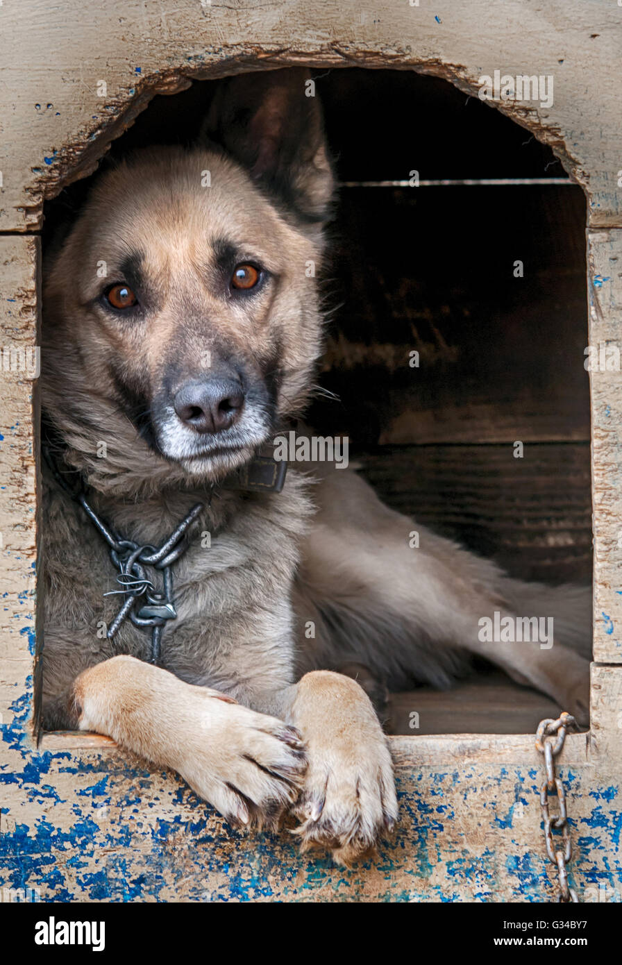 sheep dog is in a house Stock Photo - Alamy