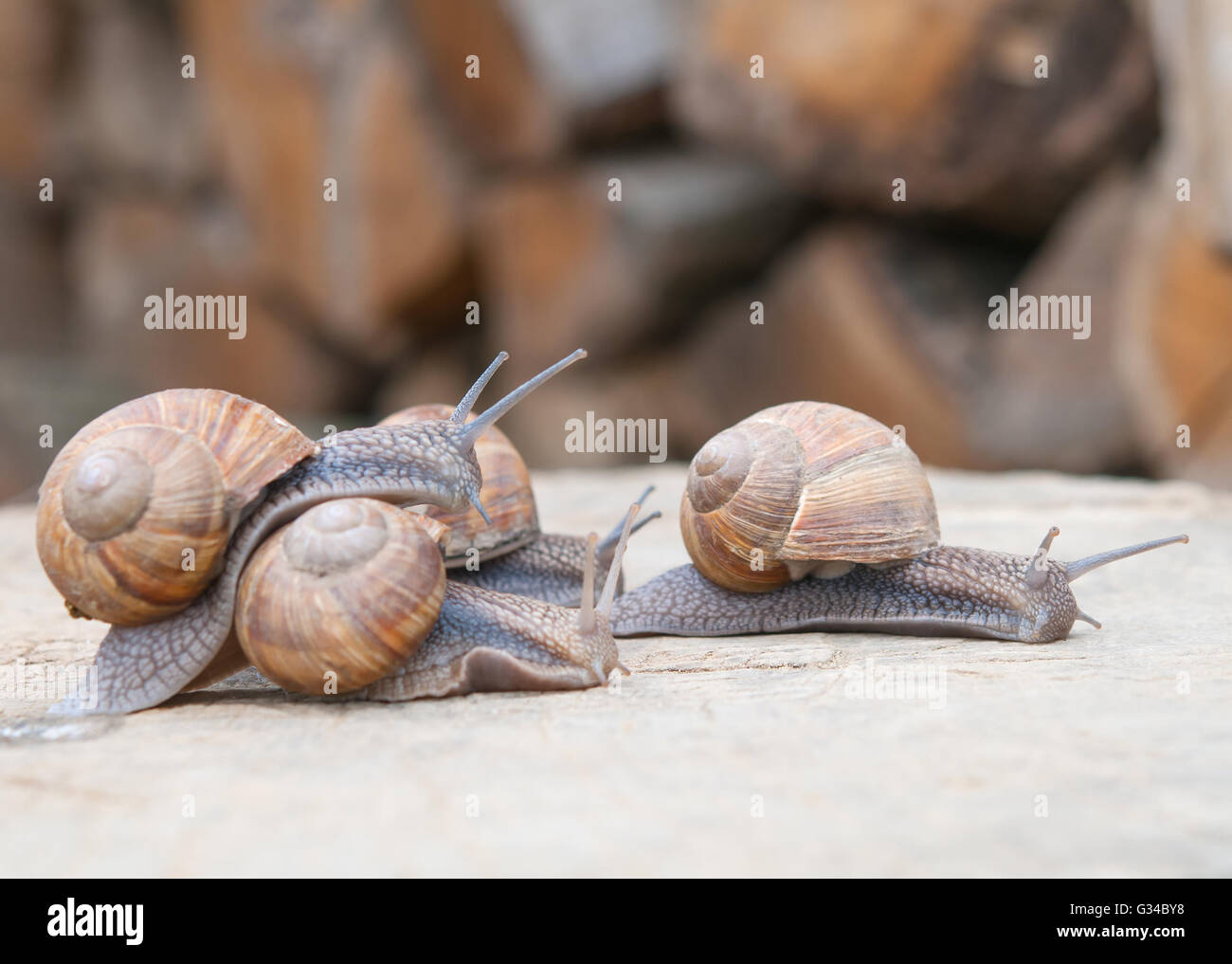 Slow design image hi-res stock photography and images - Alamy