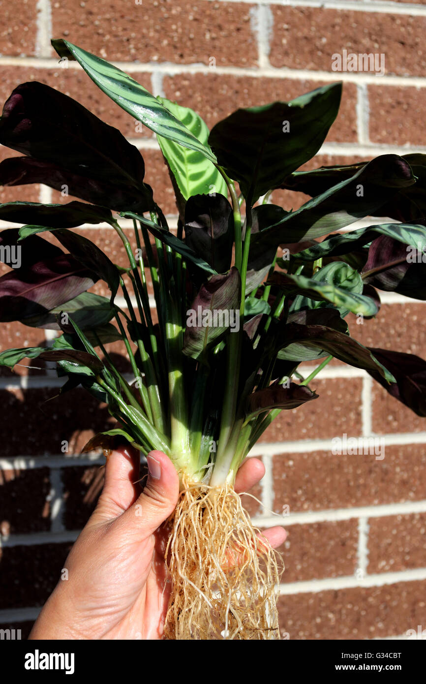Calathea Concinna