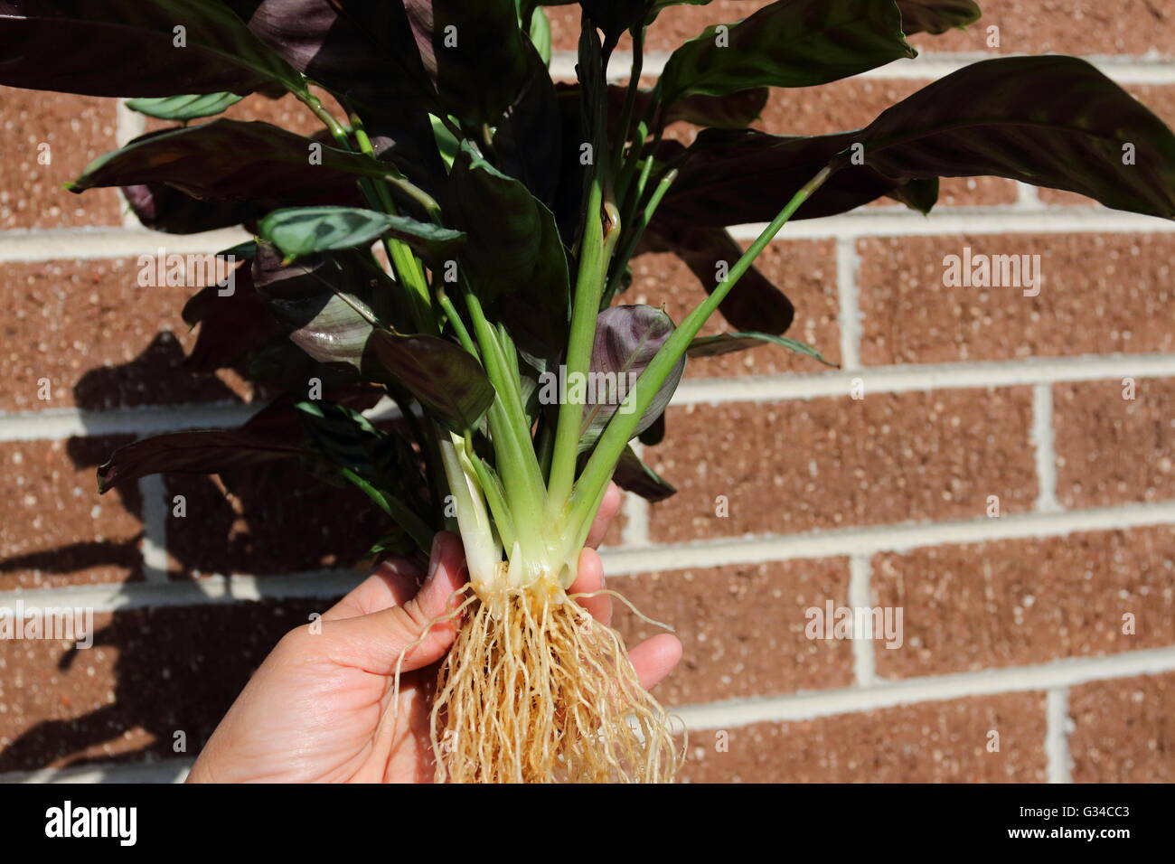 Indoor plant Calathea concinna or known as Zebra Plant , Peacock Plant ...