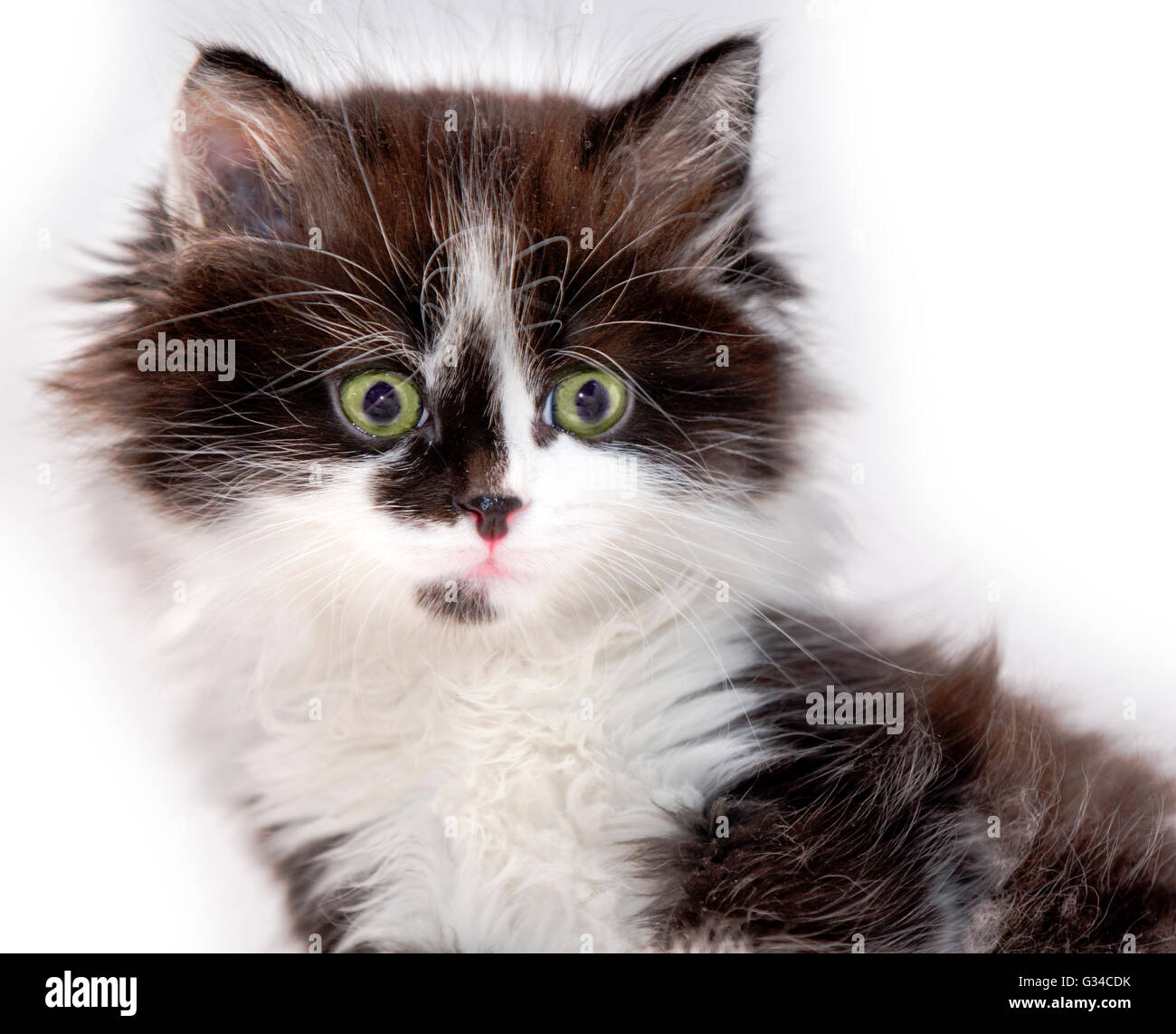 cat kitten pets domestic Stock Photo - Alamy