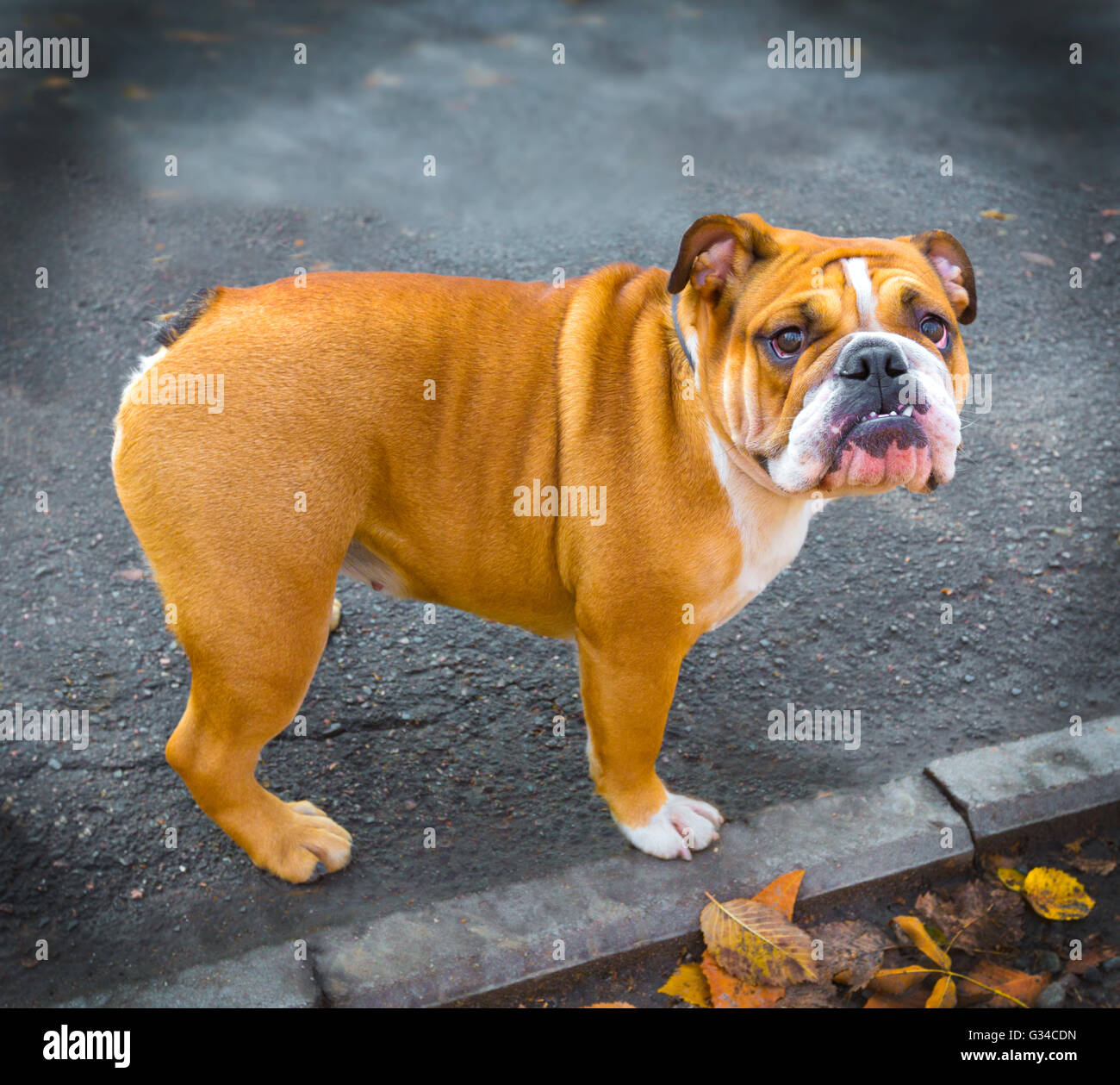 bulldog dog pets Stock Photo - Alamy