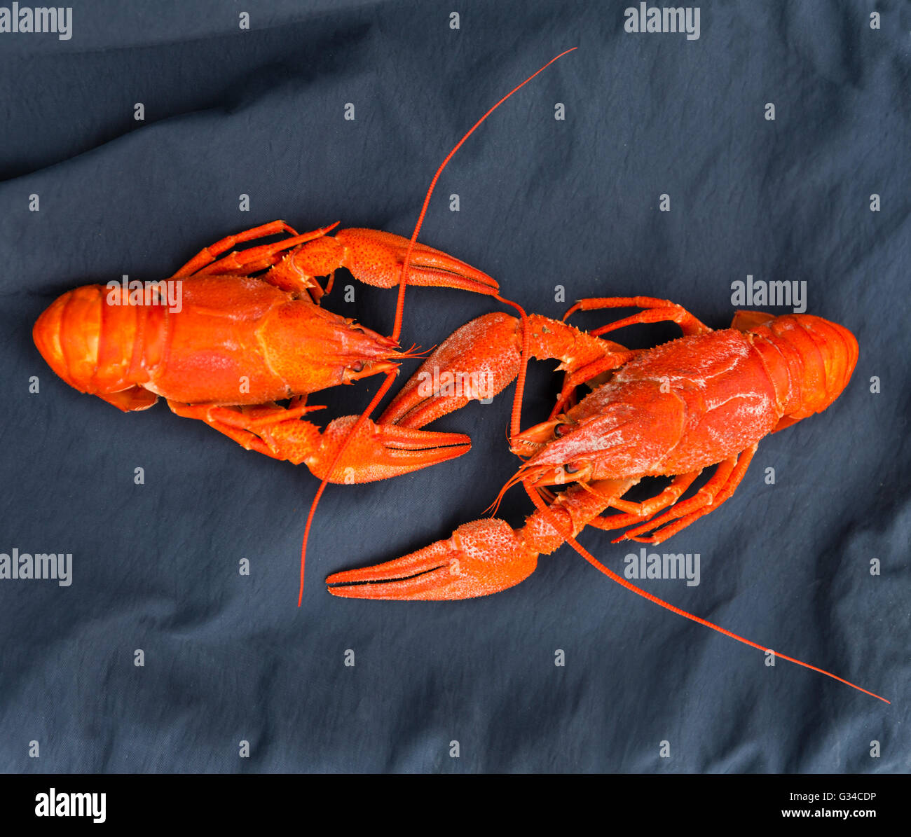 Red claw crayfish hi-res stock photography and images - Alamy