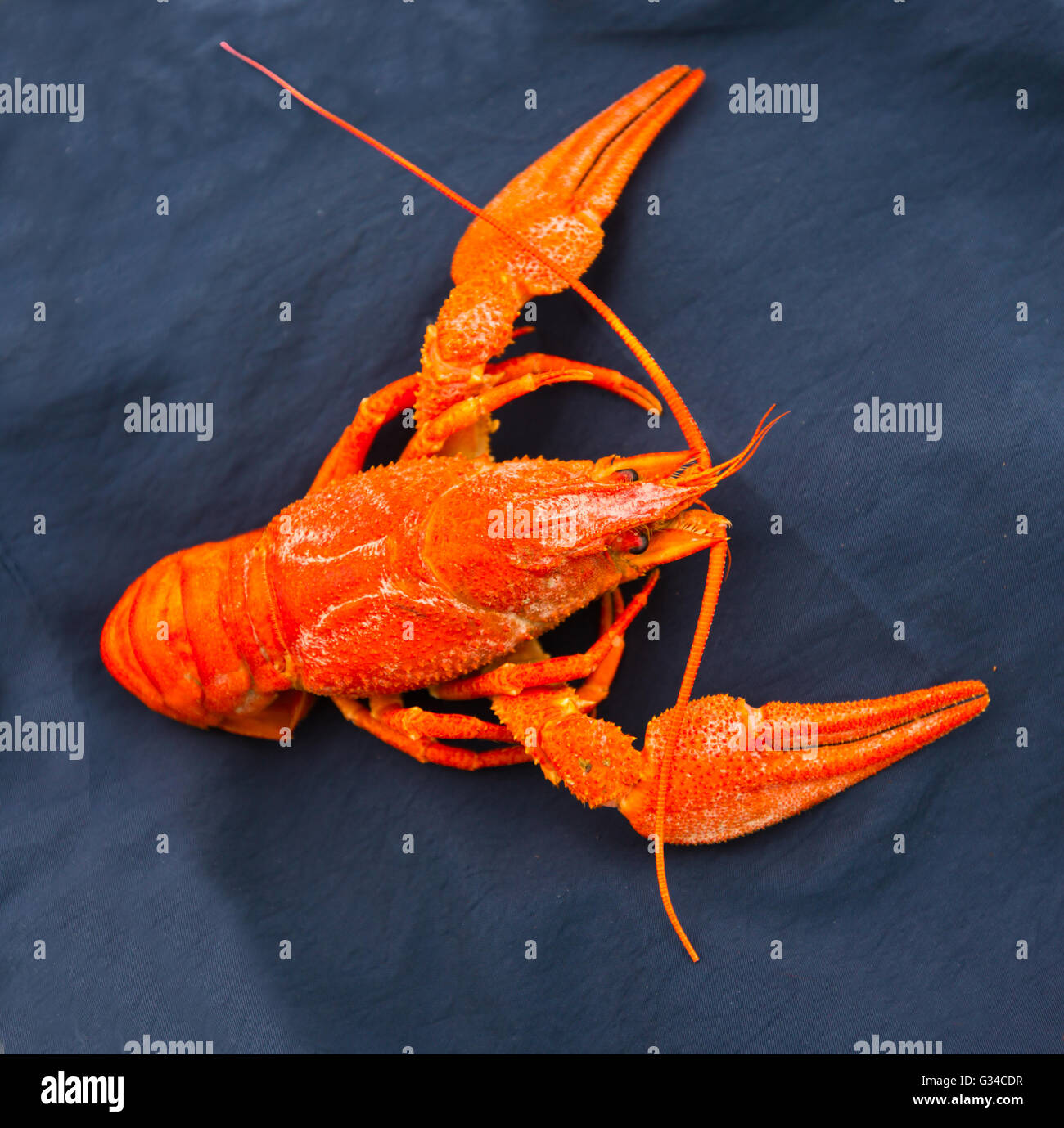 Red claw hi-res stock photography and images - Alamy