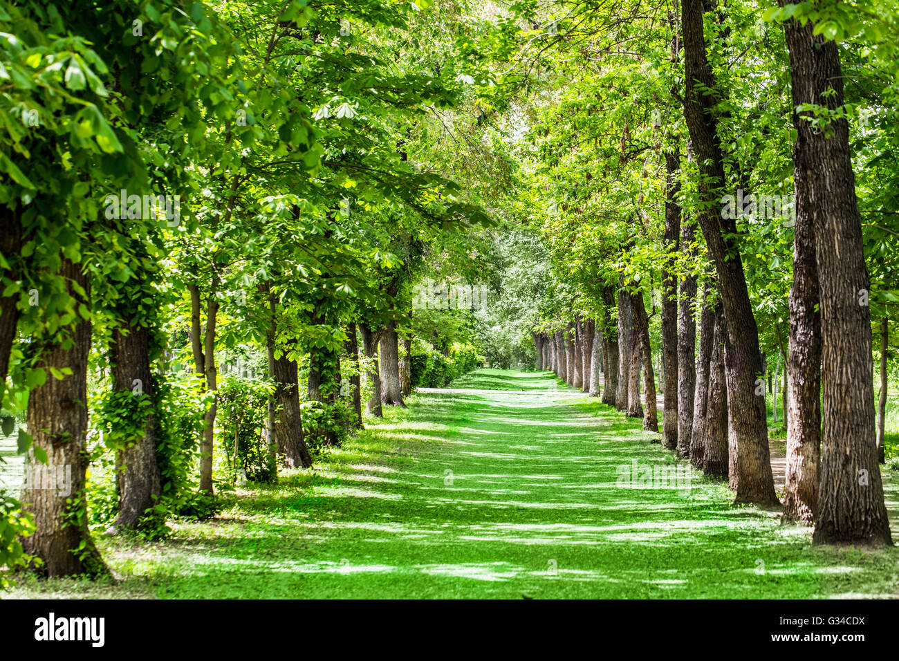 park landscape allee Stock Photo - Alamy