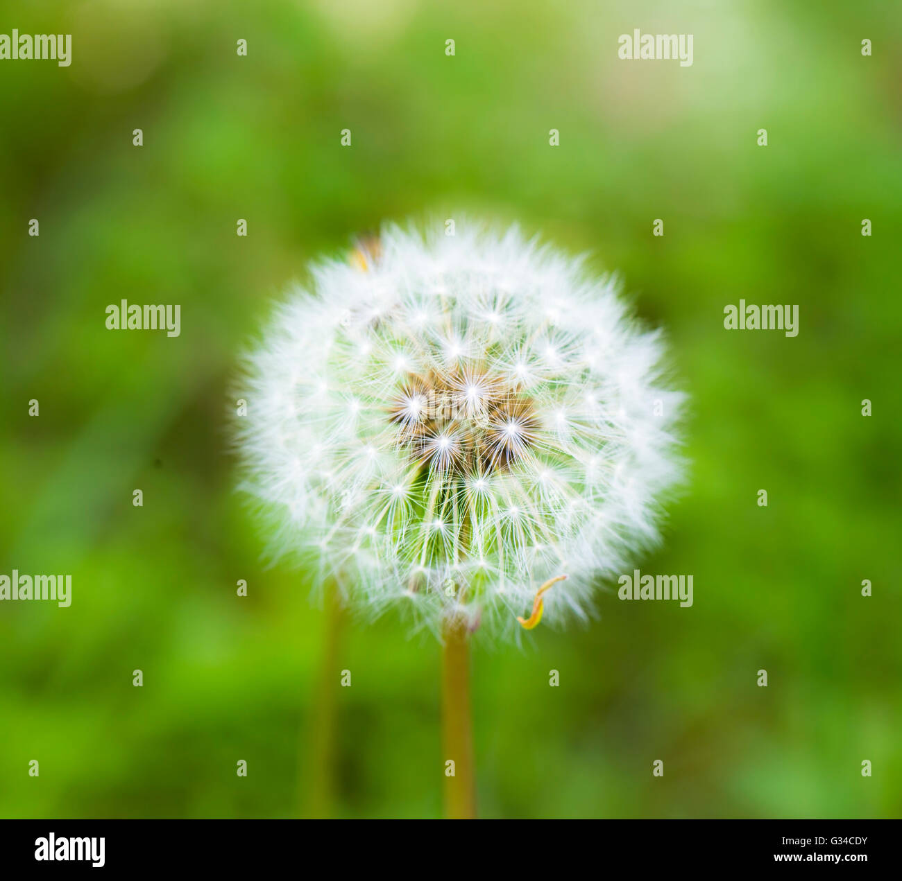 dandelion flower seed Stock Photo - Alamy