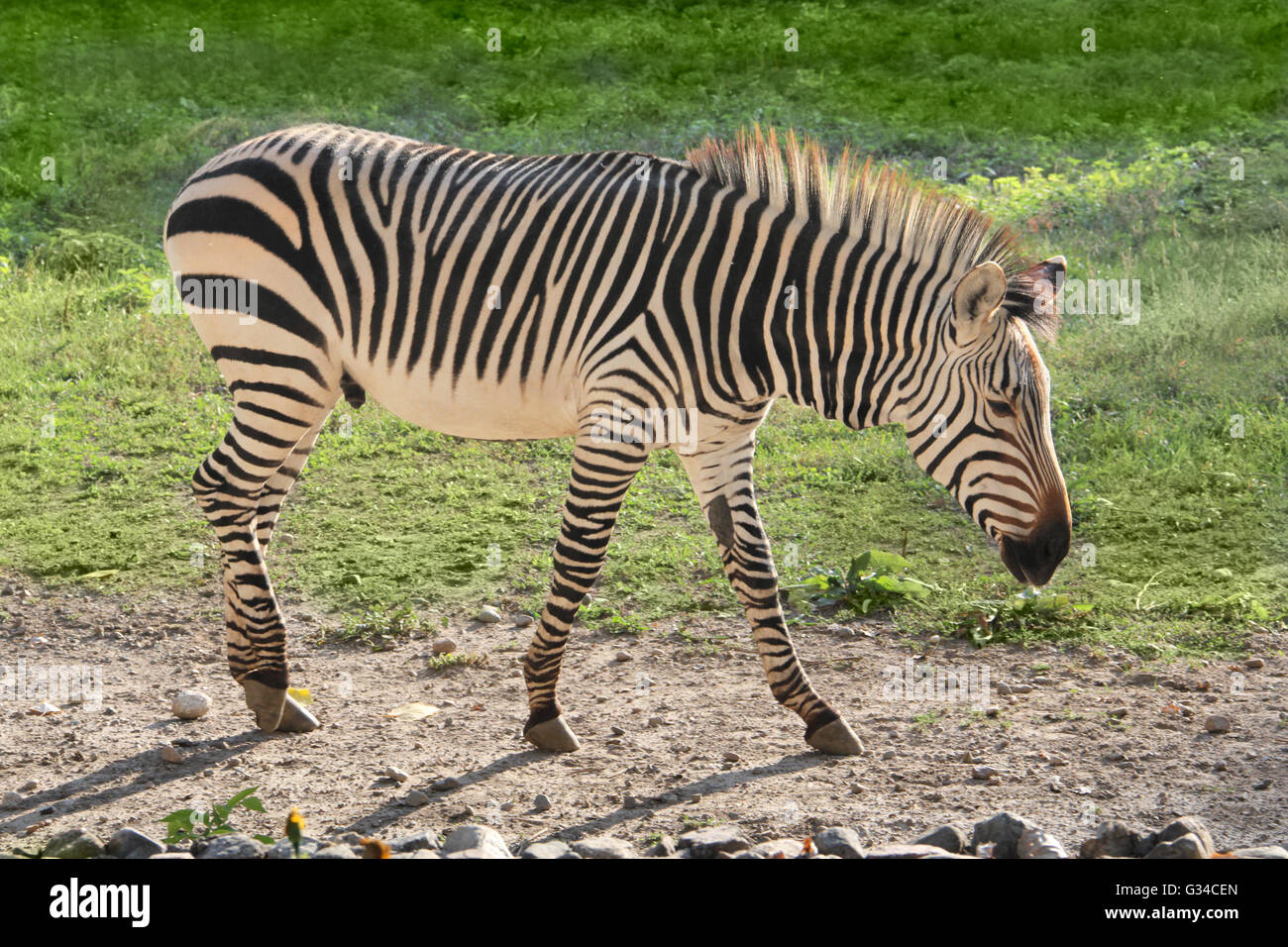 zebra wild animal Stock Photo - Alamy