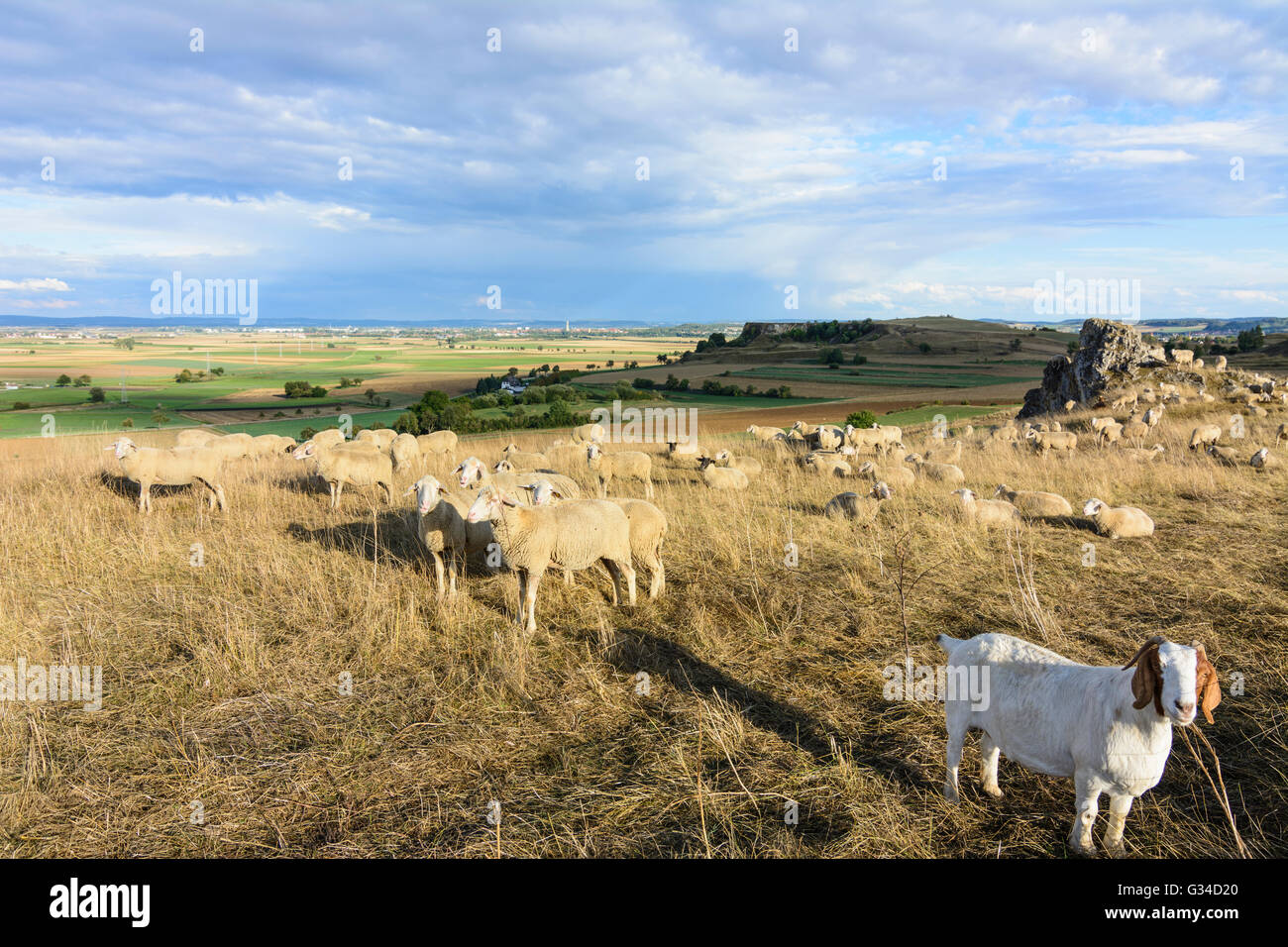 Herd of sheep and goats on the Goldberg overlooking the depression ...