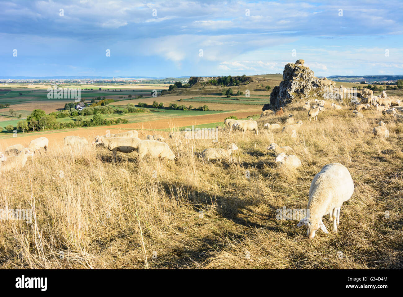Herd of sheep and goats on the Goldberg overlooking the depression ...