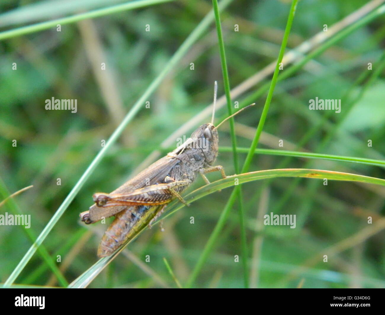 Grasshopper jumping hi-res stock photography and images - Alamy