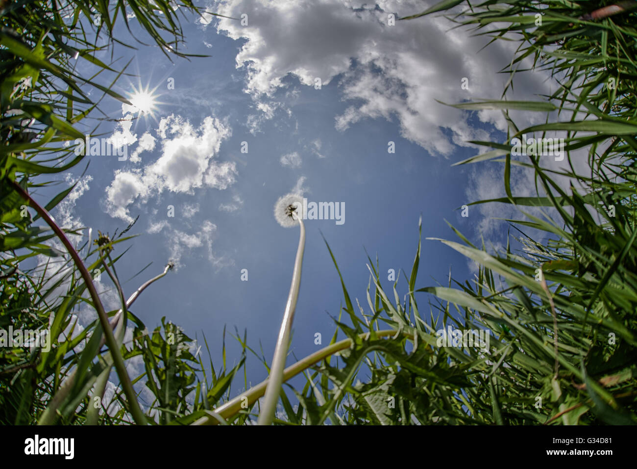 looking up from the ground past the very tall dandelion, through the ...