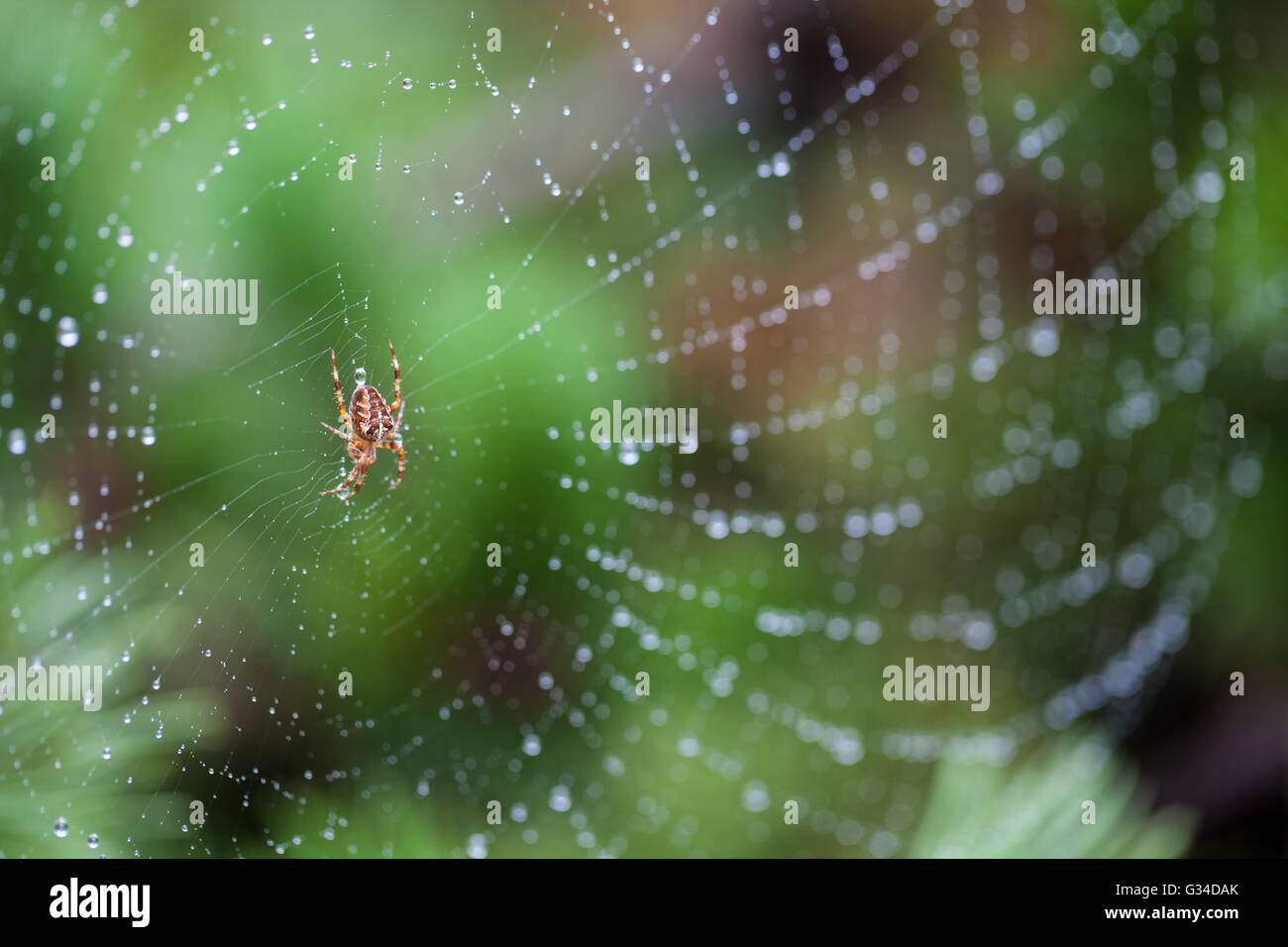 Covered with spider net hi-res stock photography and images - Alamy