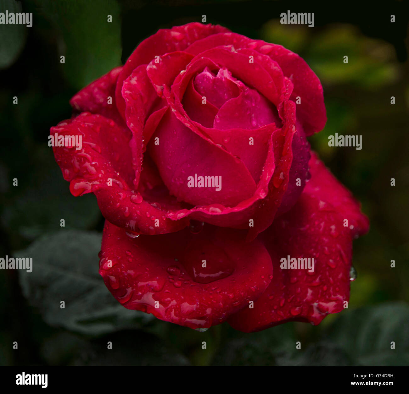 red rose after rain Stock Photo - Alamy