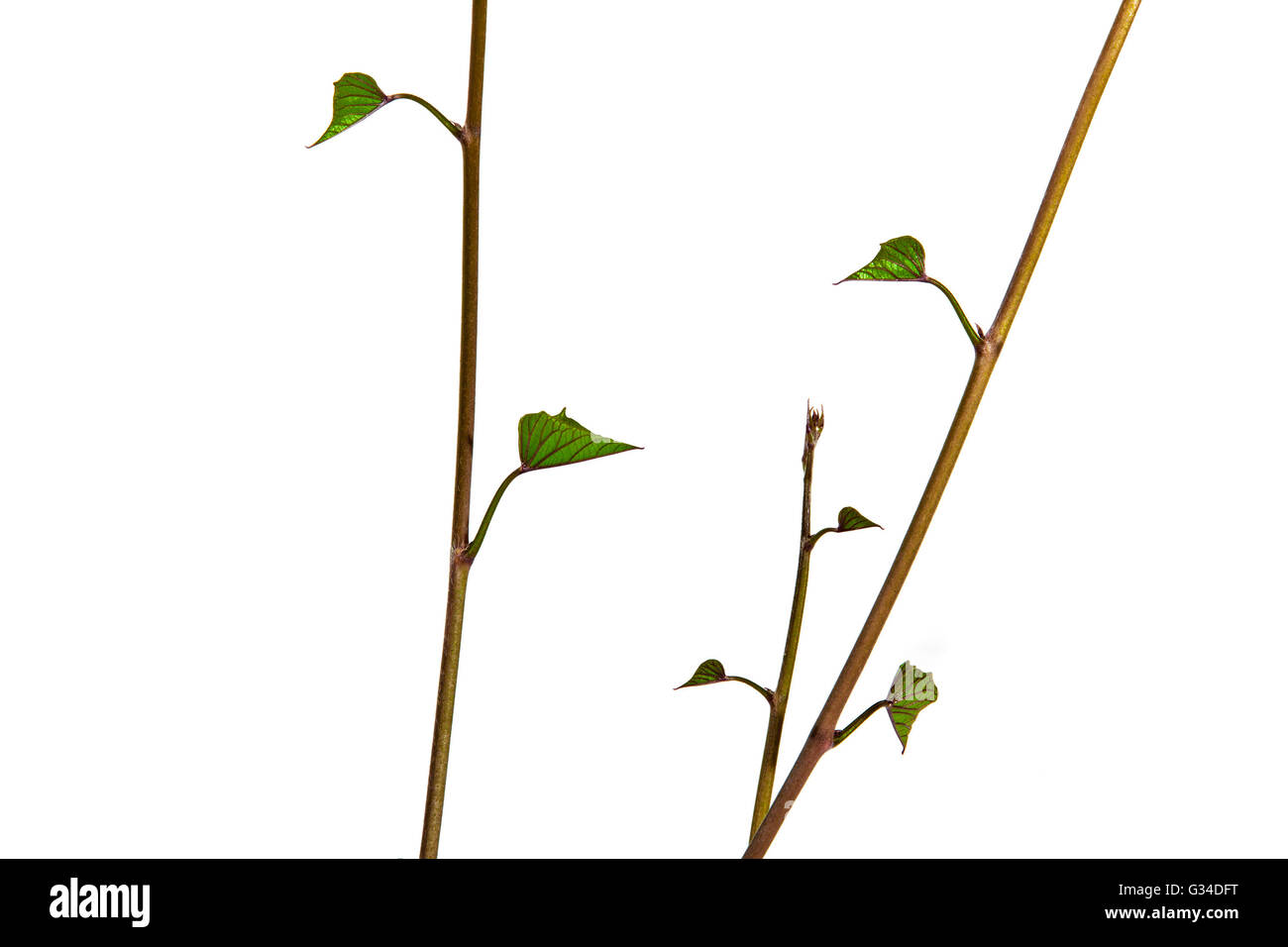 Close up studio shot vertical view of young stems and green leaves of ...