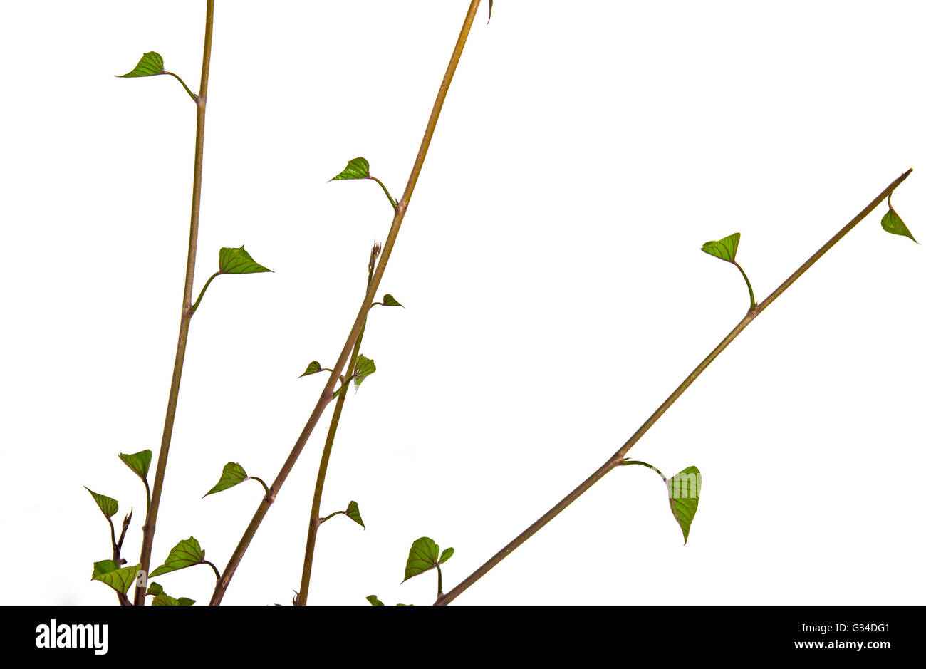 Sprouting vines of vine hi-res stock photography and images - Alamy