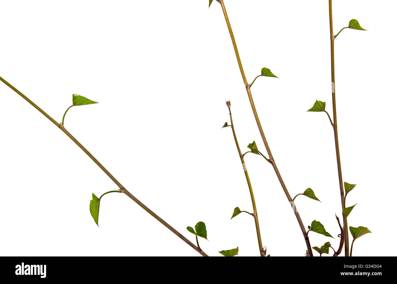 Sprouting Vines Of Vine High Resolution Stock Photography and Images ...