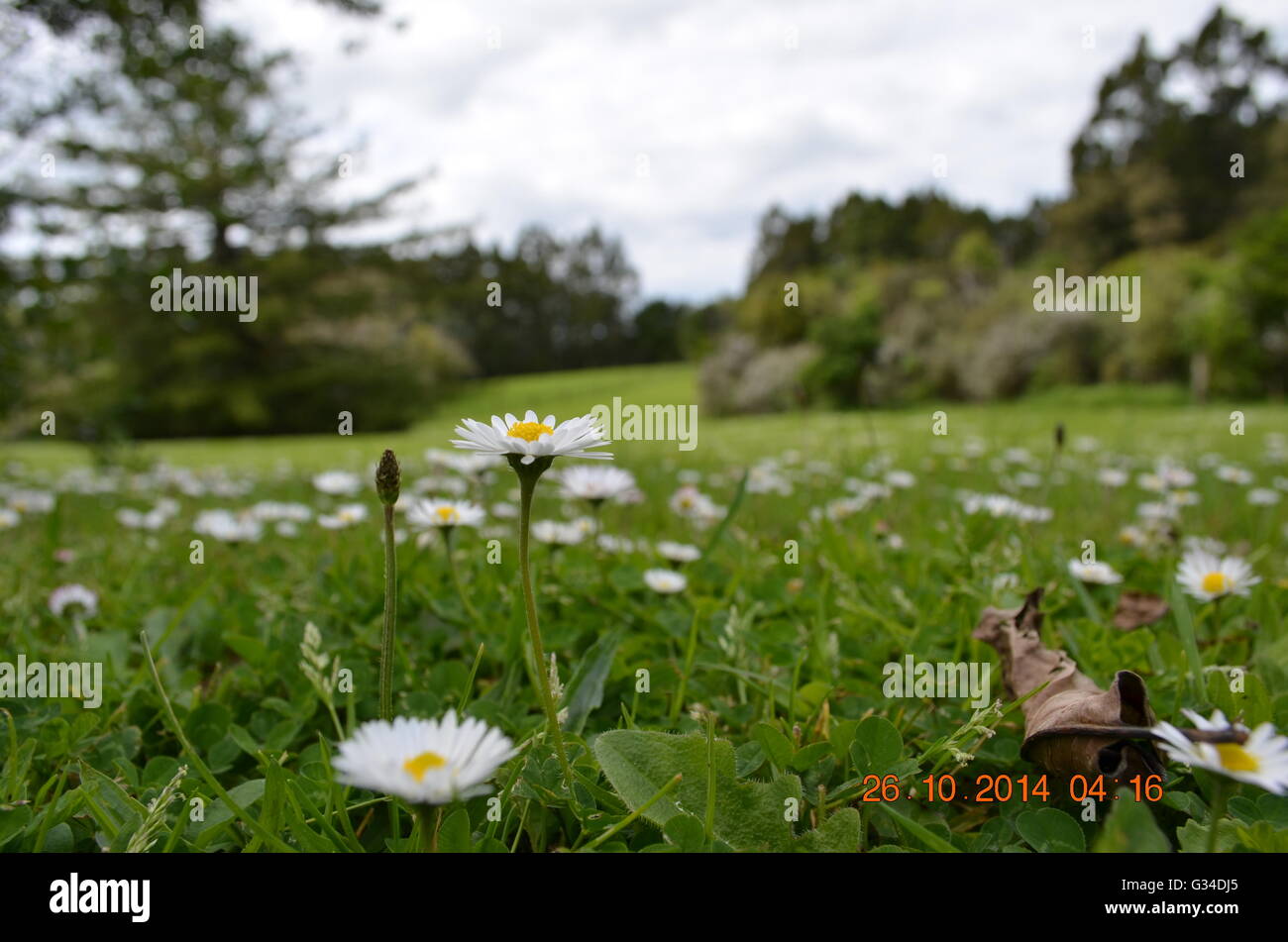 Lawn wild flower hi-res stock photography and images - Alamy