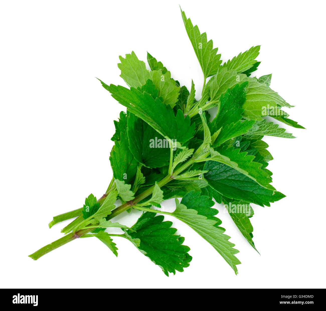 Fresh Green Mint, Lemon Balm Isolated on White Background Stock Photo ...