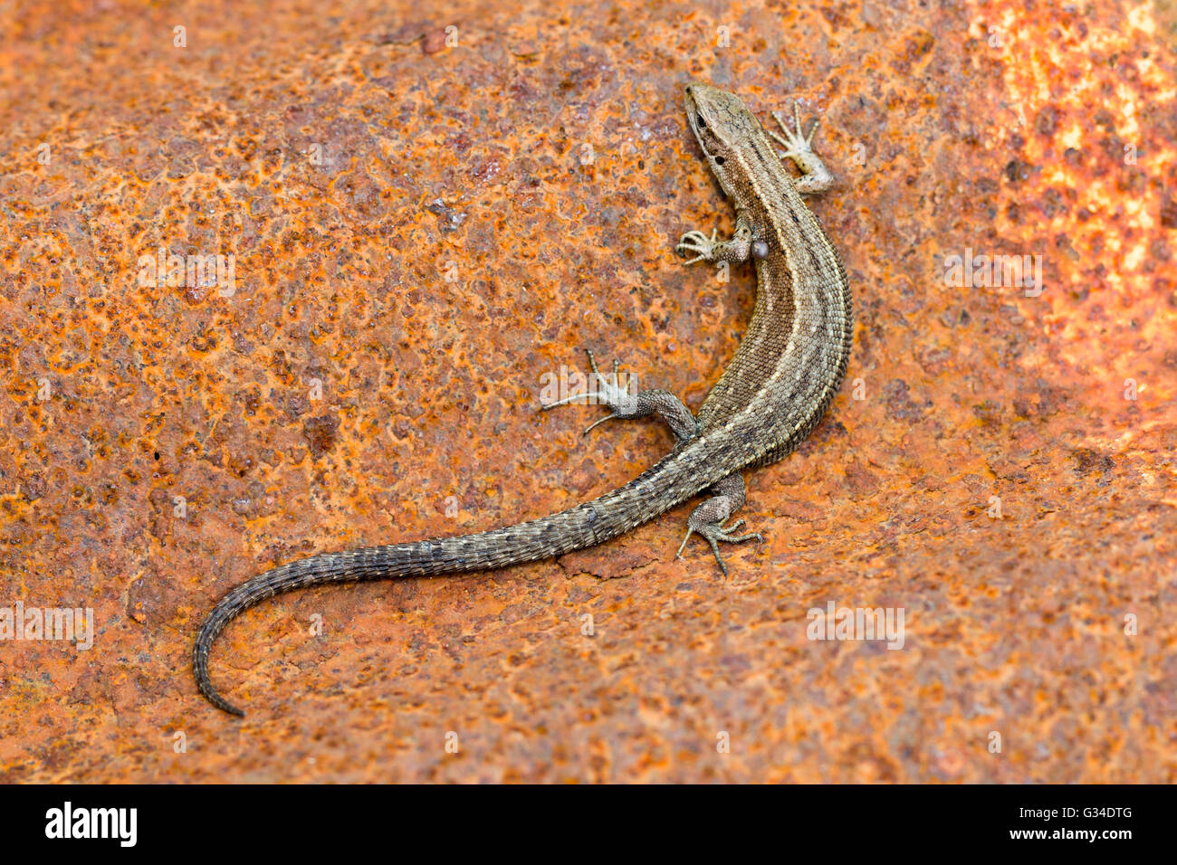 Common Lizard warming up on corrugated iron Stock Photo - Alamy