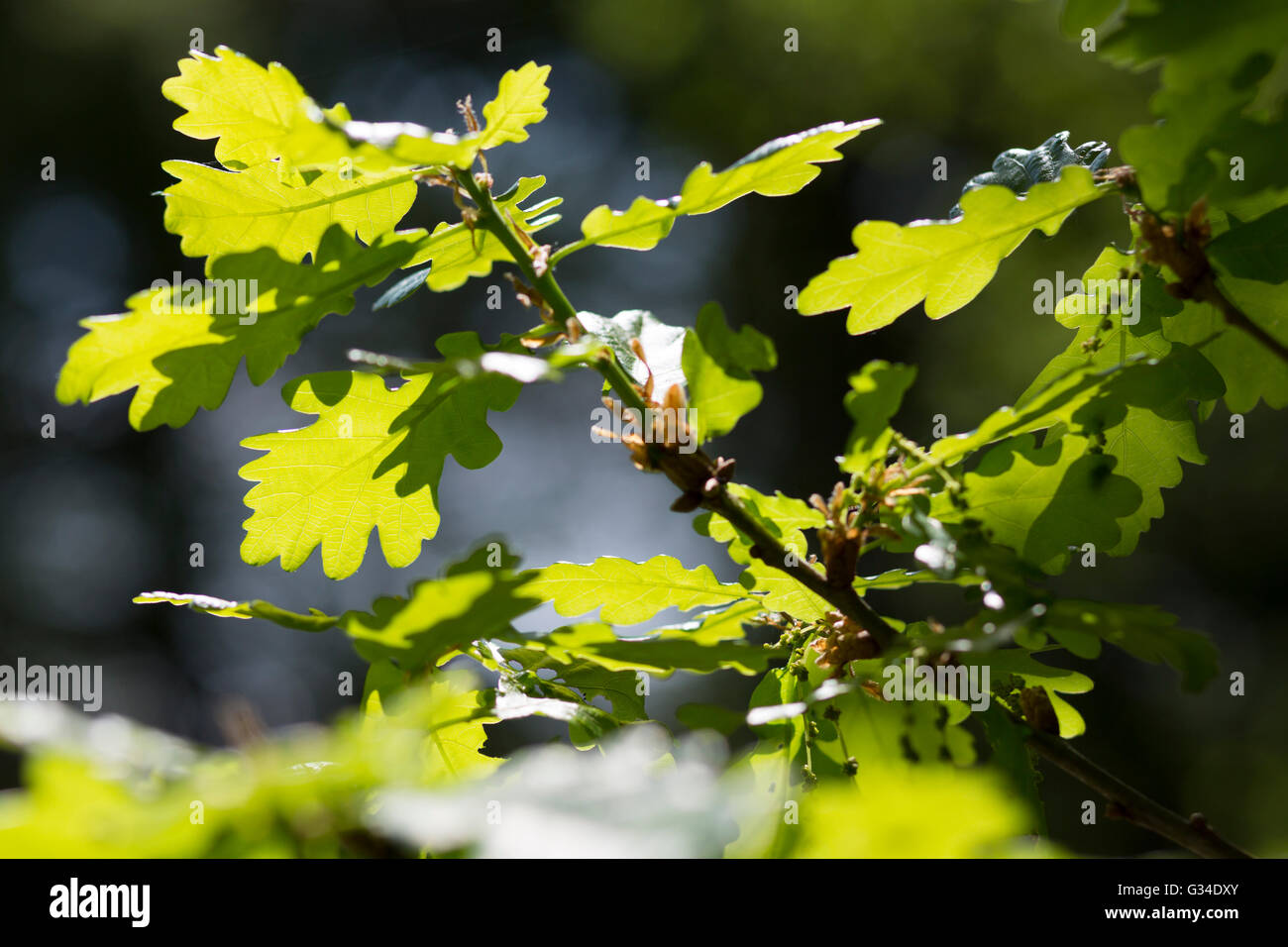 Oak leaves hi-res stock photography and images - Alamy