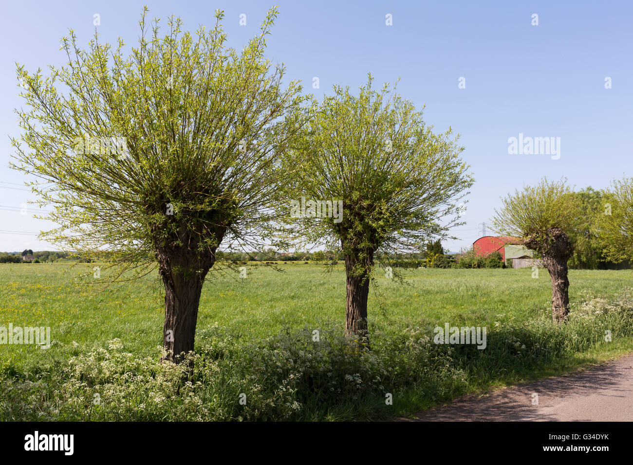 Pollarded Willow With High Resolution Stock Photography and Images - Alamy