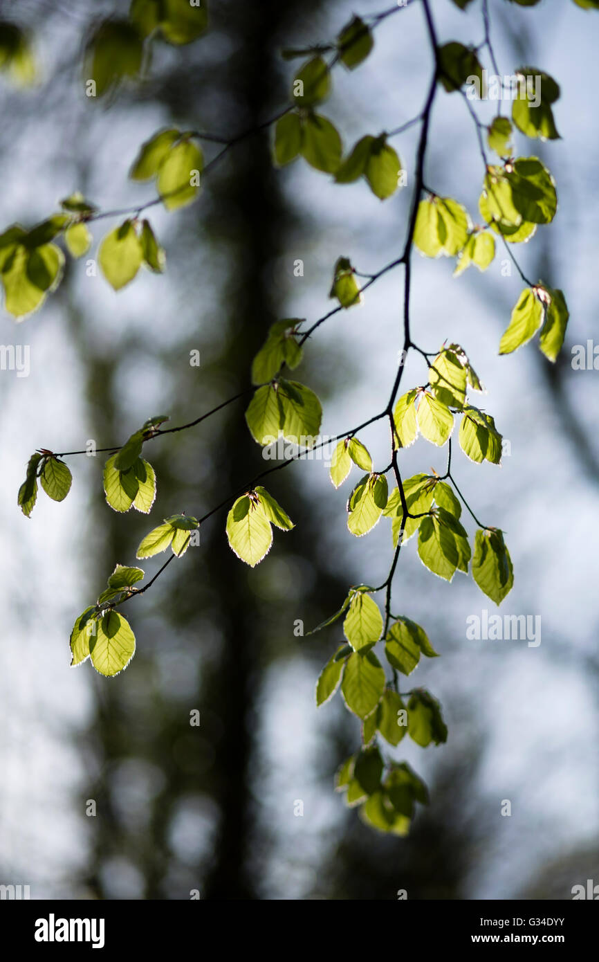 Beech tree leaves spring hi-res stock photography and images - Alamy