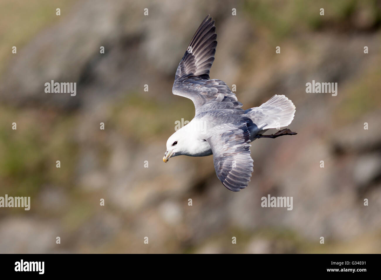 Fulmar in flight hi-res stock photography and images - Alamy