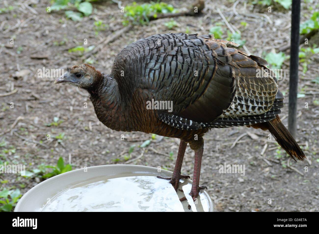 Curious turkey hi-res stock photography and images - Alamy