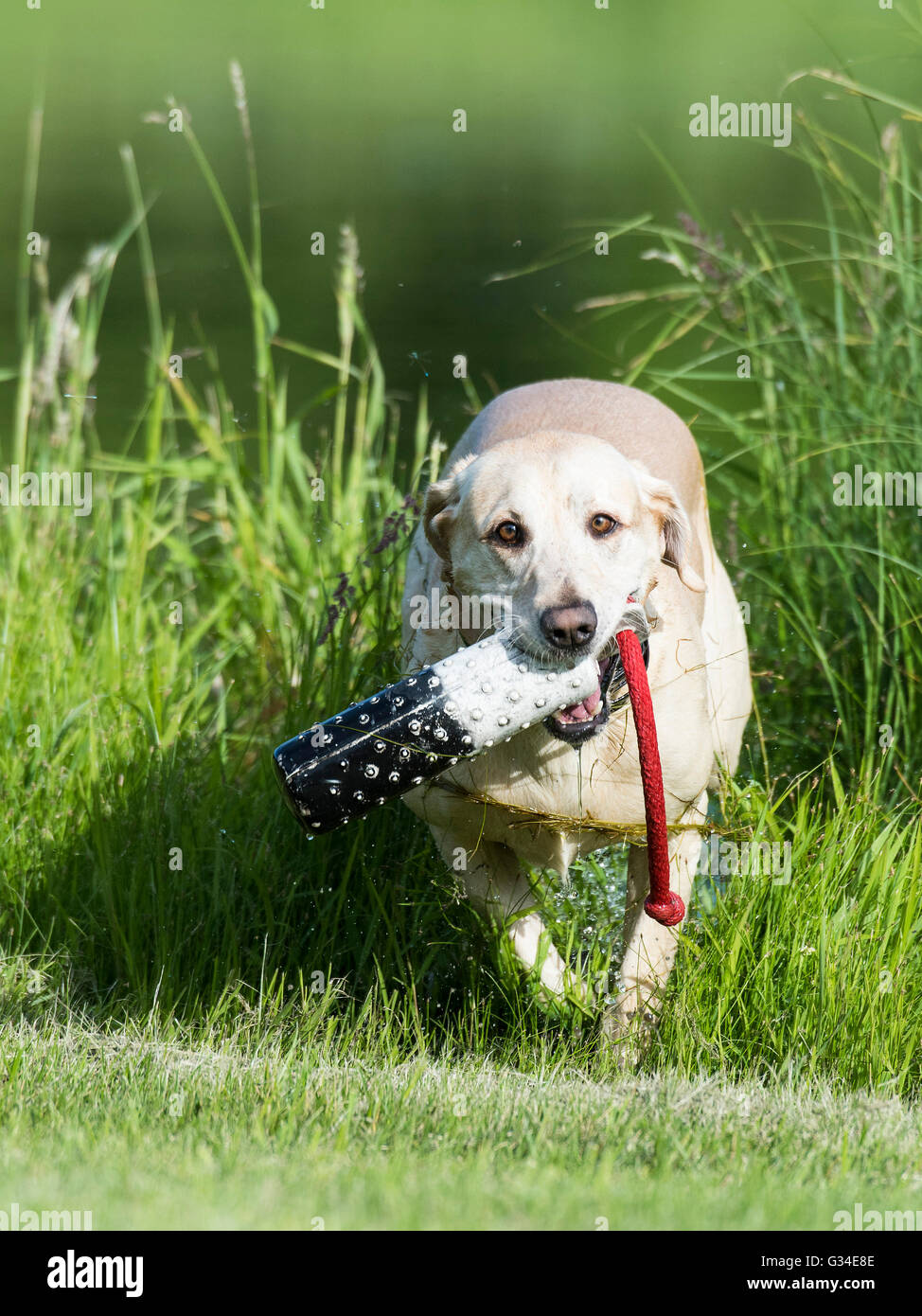 A Yellow Lab retrieving a training dummy Stock Photo - Alamy