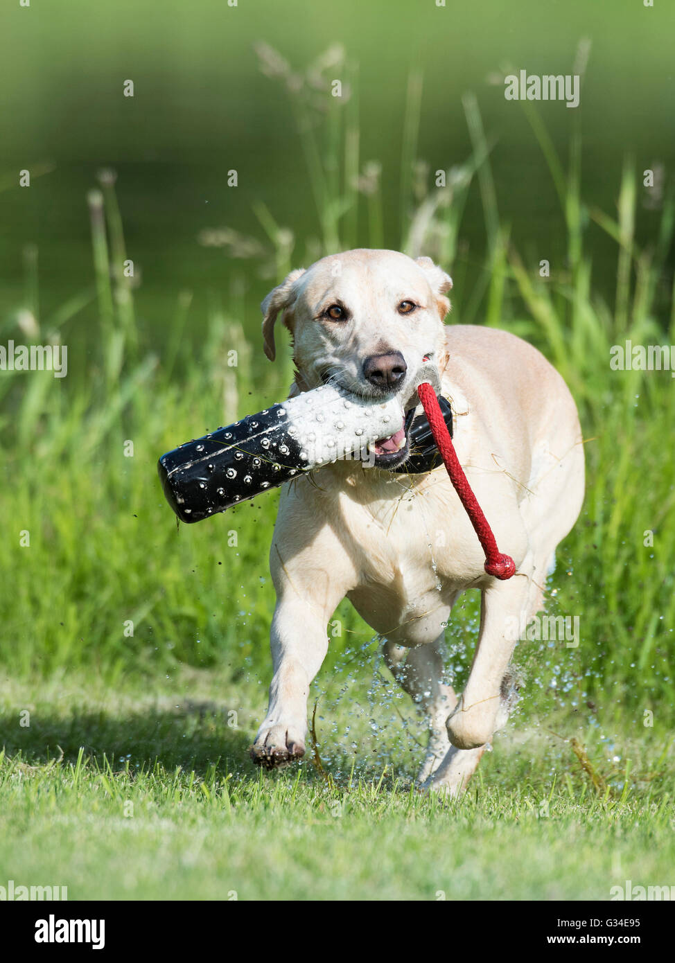 A Yellow Lab retrieving a training dummy Stock Photo - Alamy