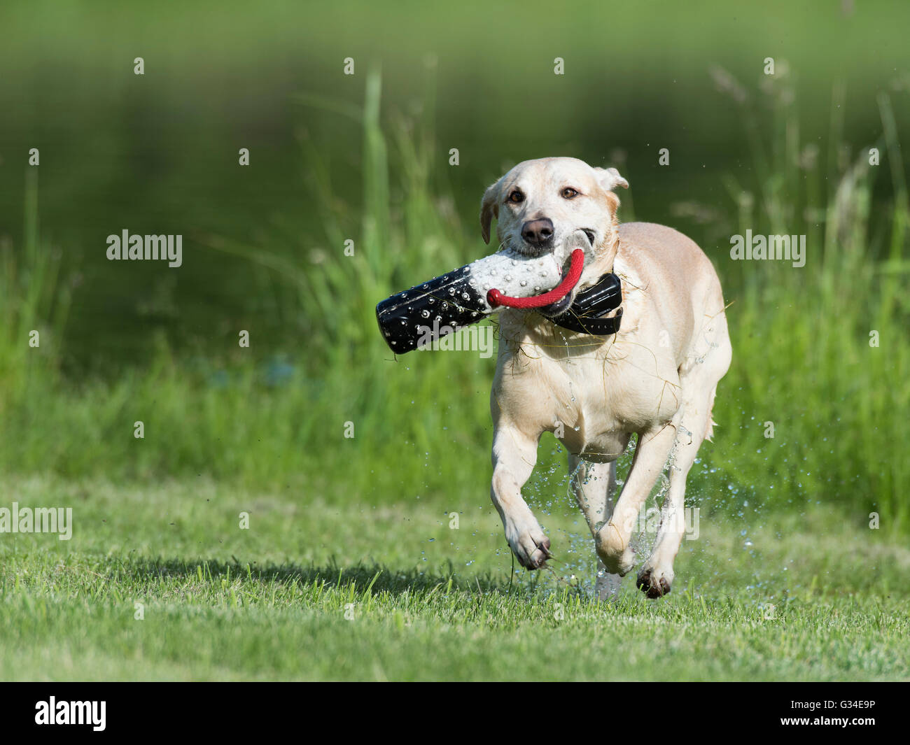 Lab retrieving bumper hi-res stock photography and images - Alamy