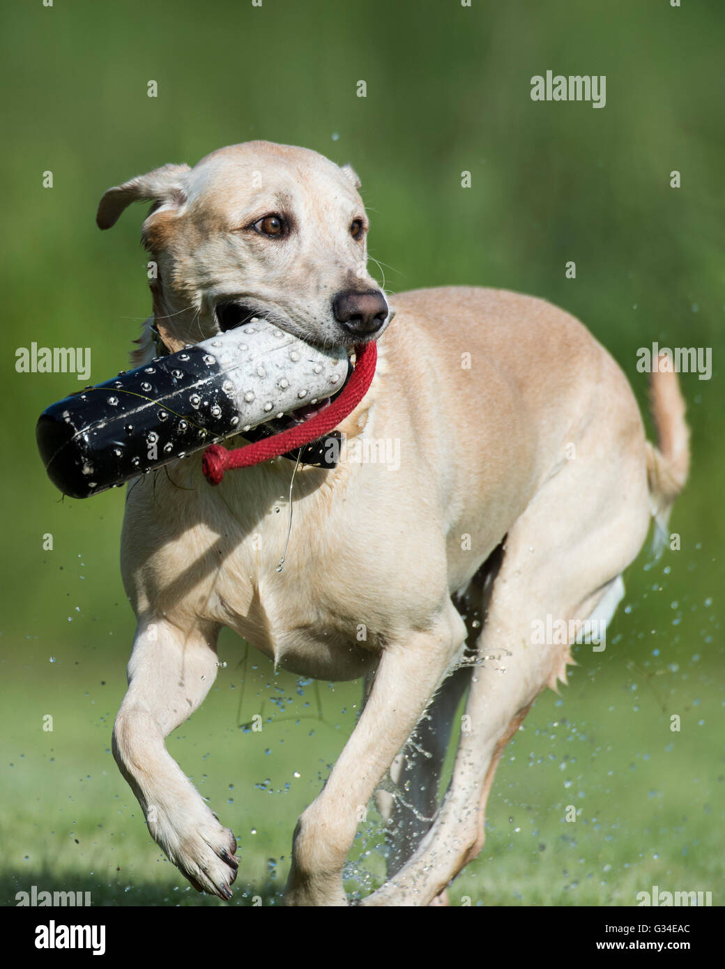 A Yellow Lab retrieving a training dummy Stock Photo - Alamy
