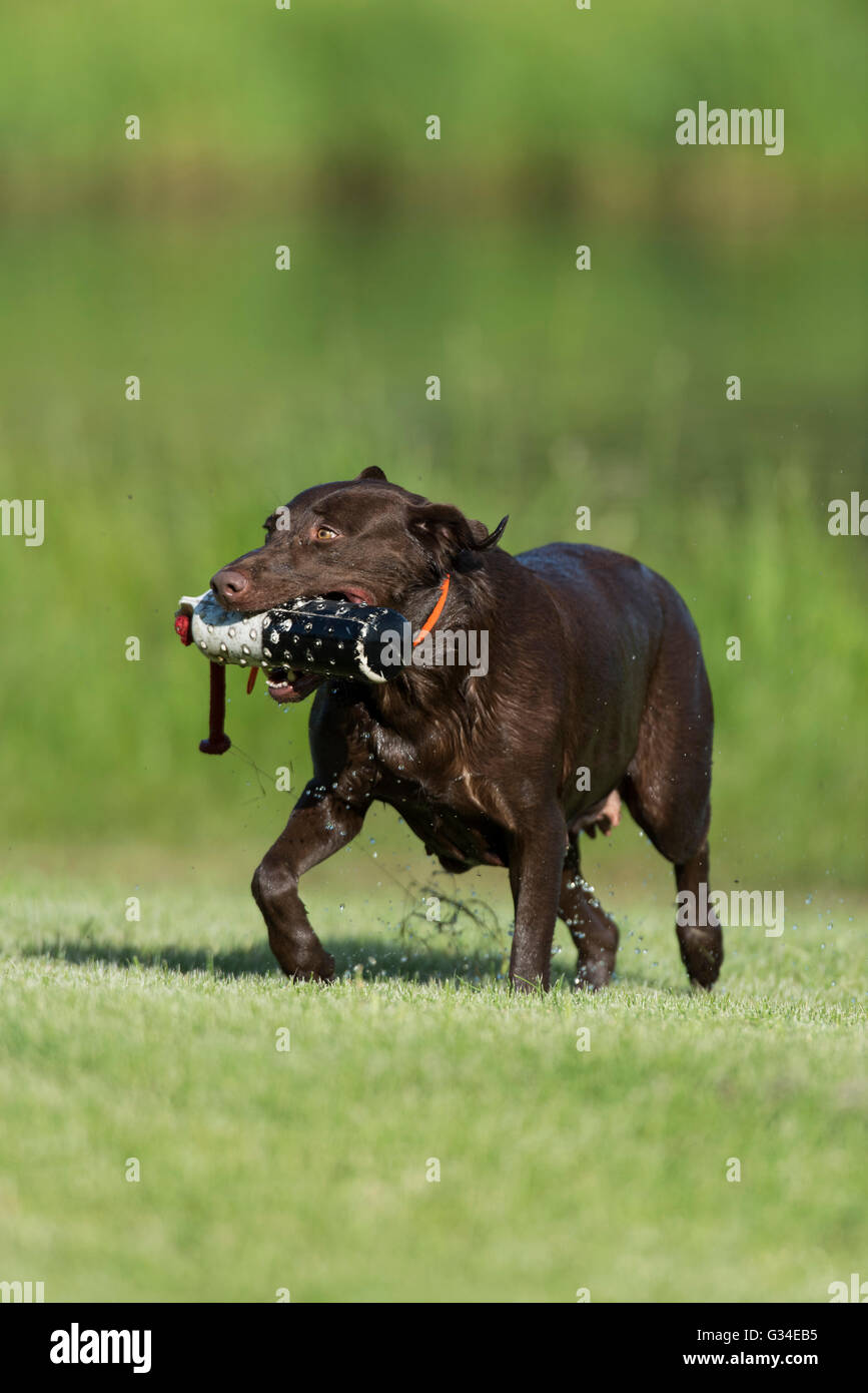 Train bumper hi-res stock photography and images - Alamy