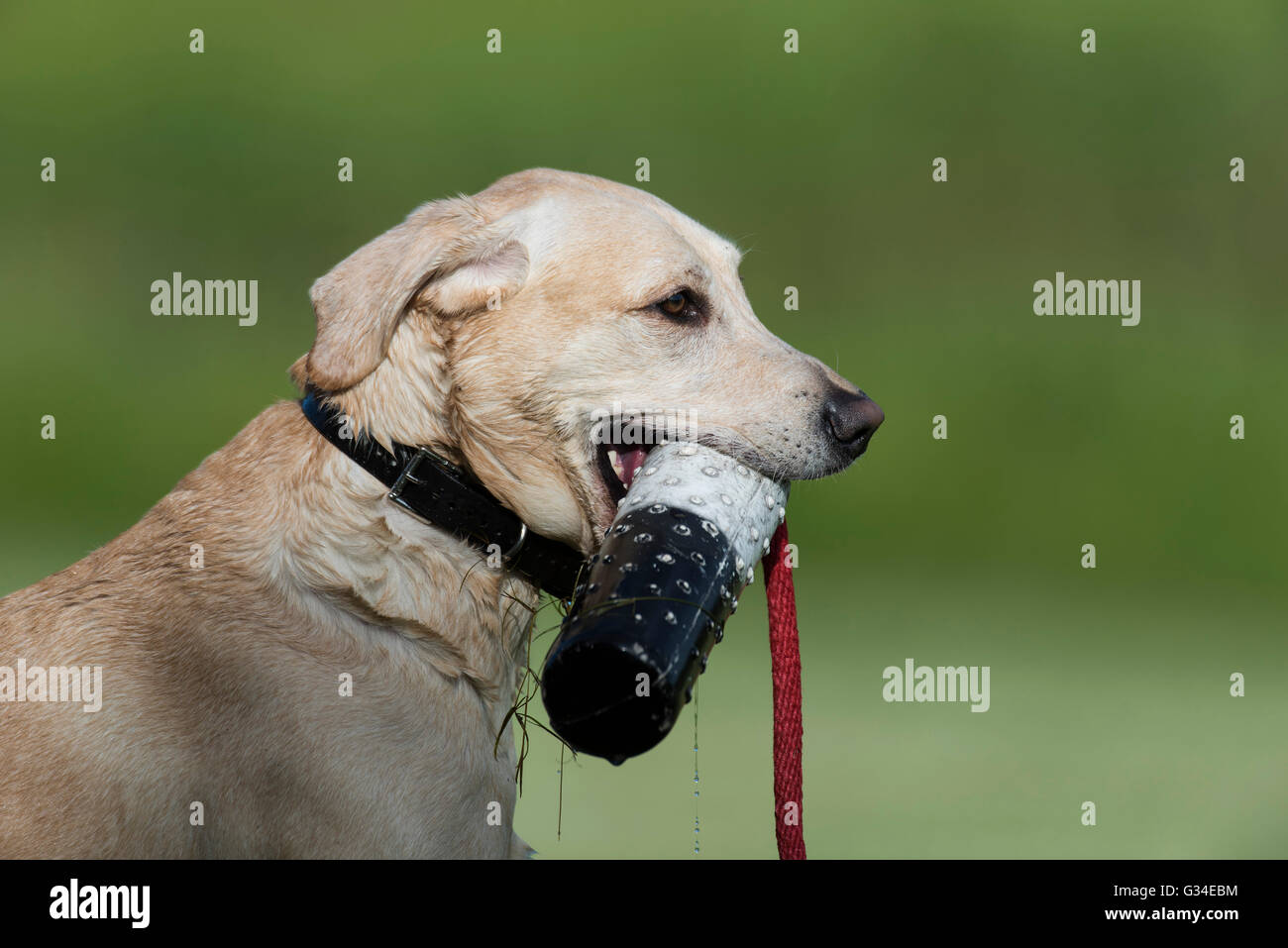 Lab retrieving dummy hi-res stock photography and images - Alamy