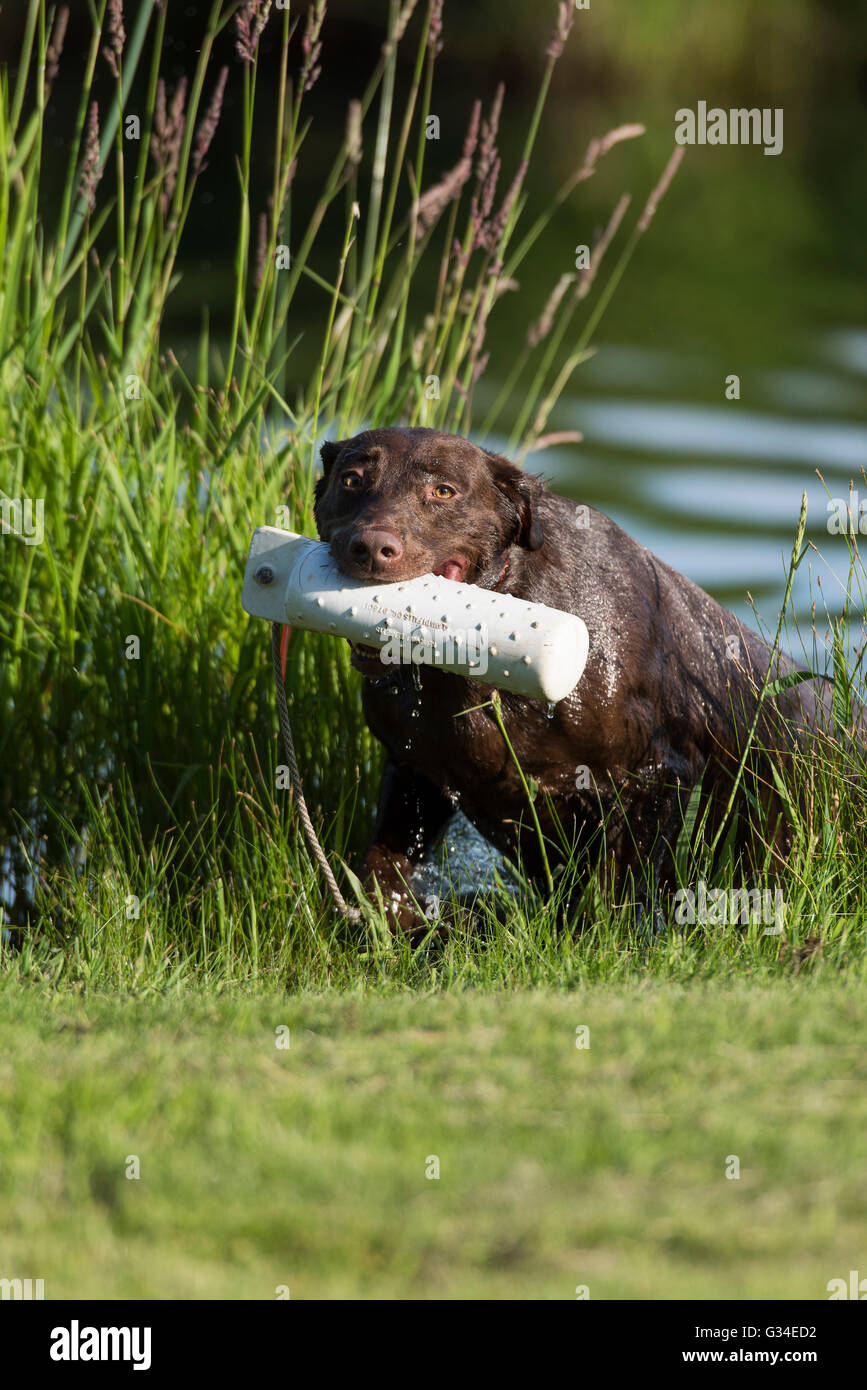 A Chocolate lab training for duck hunting Stock Photo - Alamy