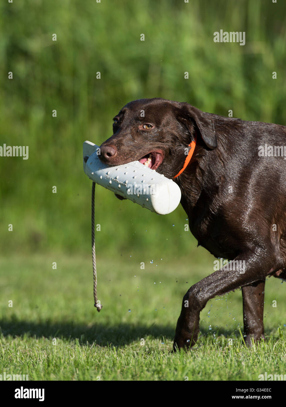 A Chocolate lab training for duck hunting Stock Photo - Alamy