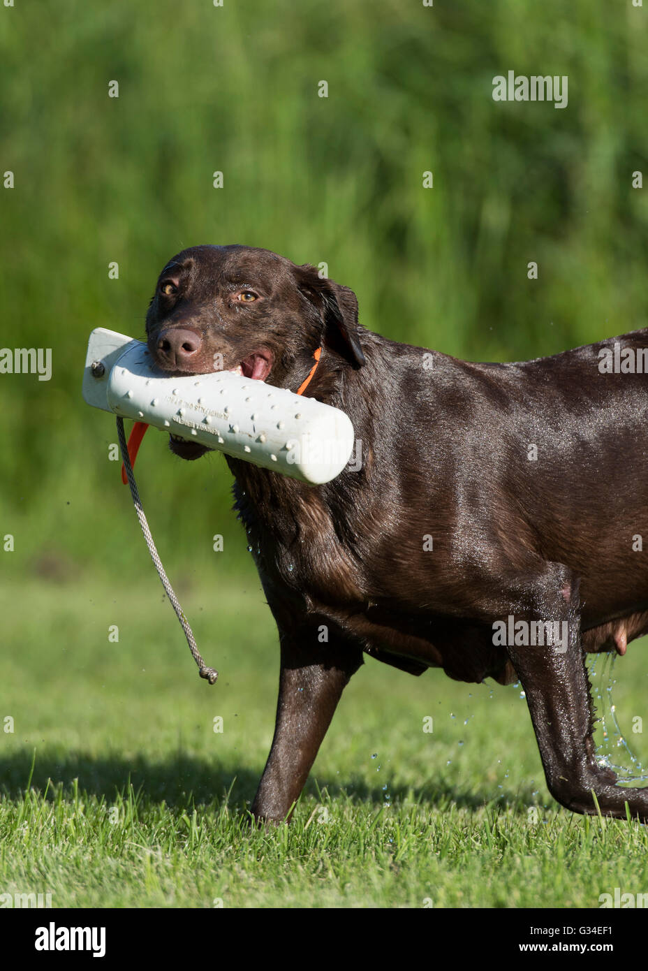 A Chocolate lab training for duck hunting Stock Photo - Alamy
