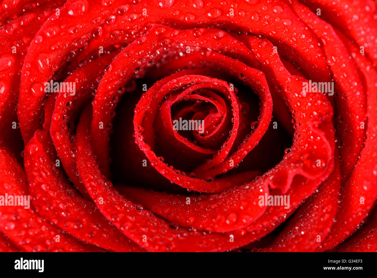 Wet Red Rose Close Up With Water Drops Stock Photo - Alamy