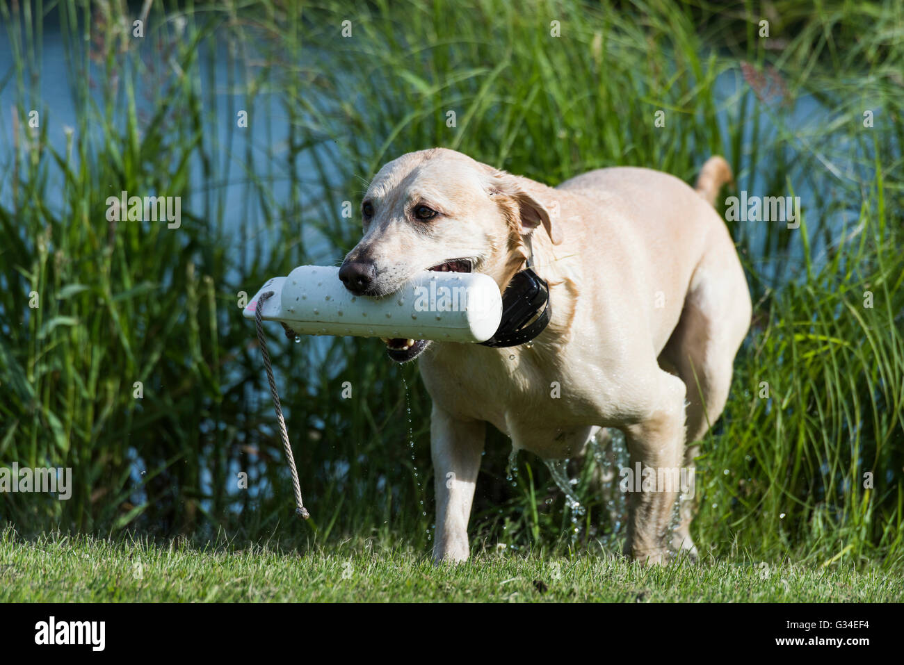 Lab retrieving hi-res stock photography and images - Alamy