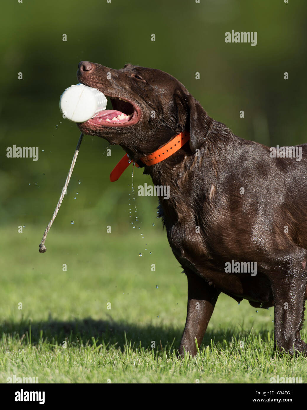 A Chocolate lab training for duck hunting Stock Photo - Alamy