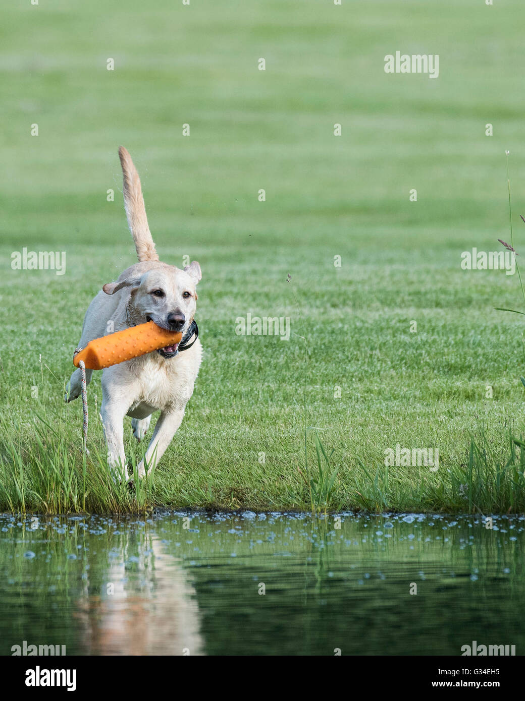 Lab retrieving duck hi-res stock photography and images - Alamy