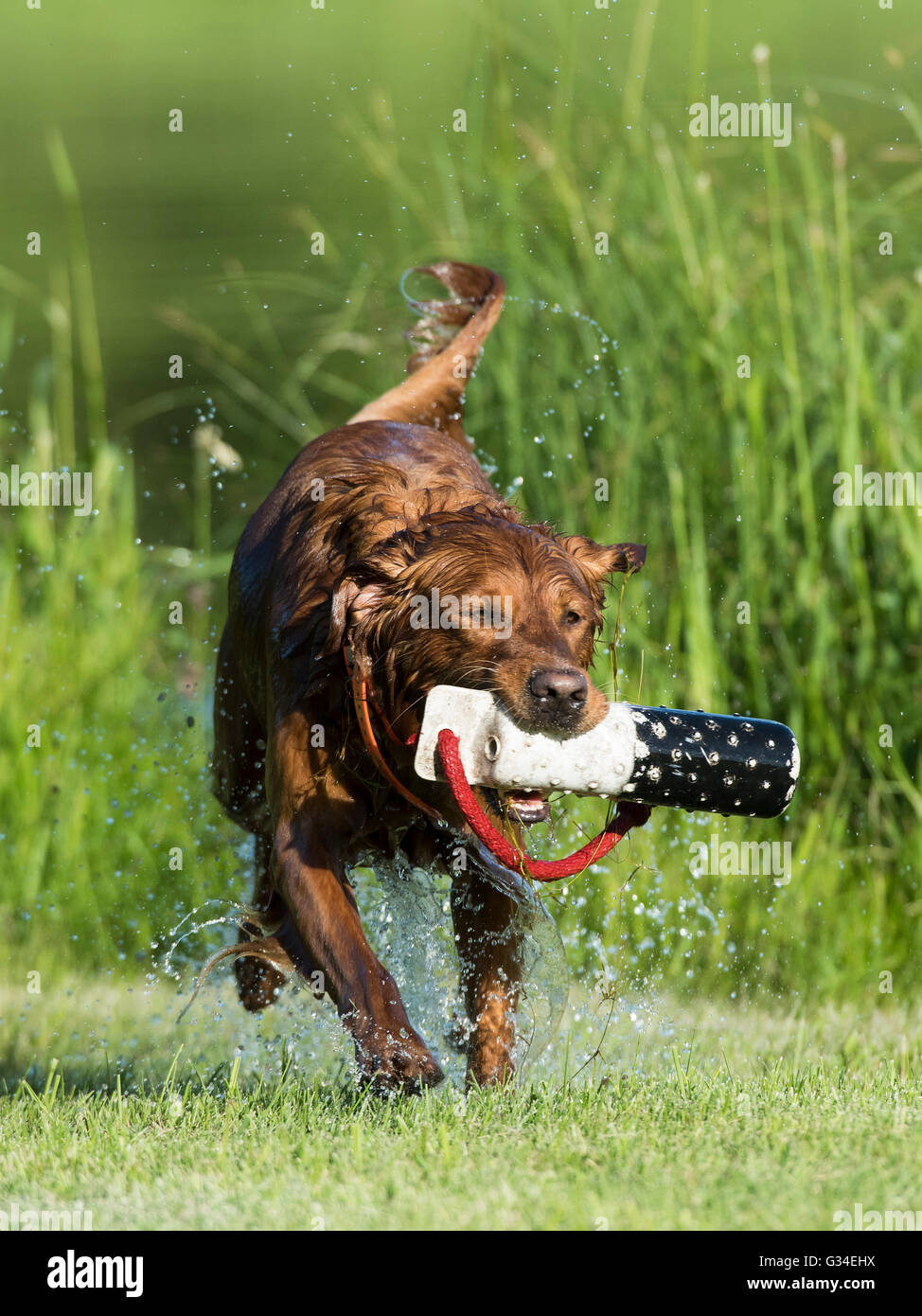 A Golden Retriever retrieving a training bumper Stock Photo - Alamy