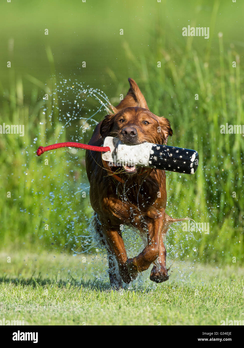 Retriever retrieving bumper hi-res stock photography and images - Alamy