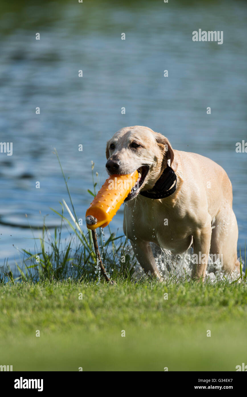 Lab retrieving dummy hi-res stock photography and images - Alamy