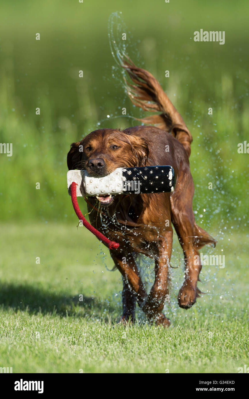 A Golden Retriever retrieving a training bumper Stock Photo - Alamy