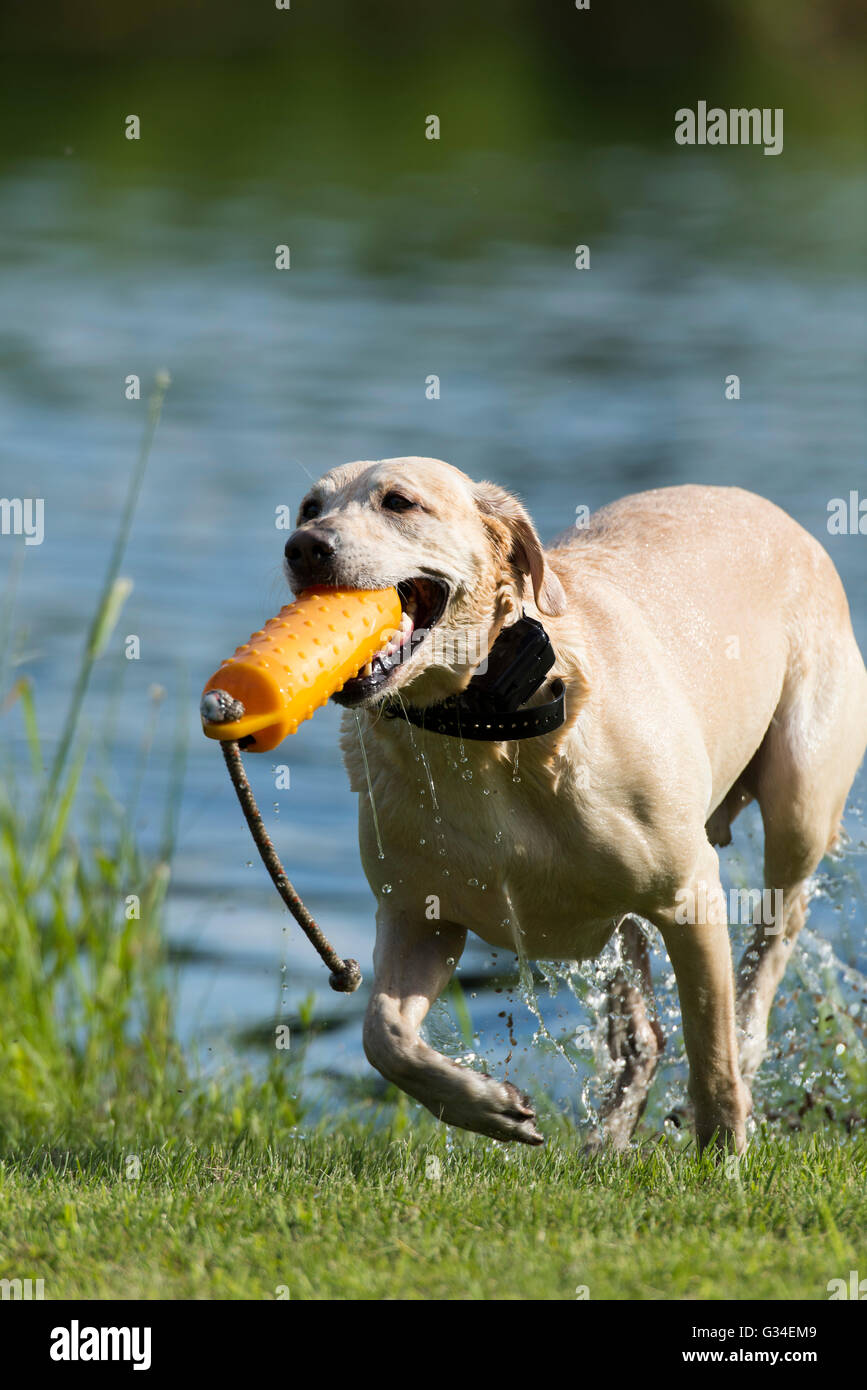 Yellow labrador retrieving dummy hi-res stock photography and images ...