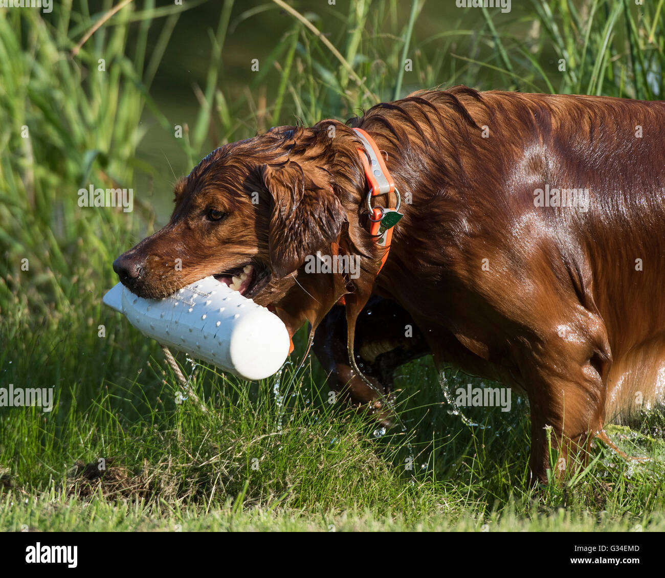 Retriever retrieving training bumper hi-res stock photography and ...
